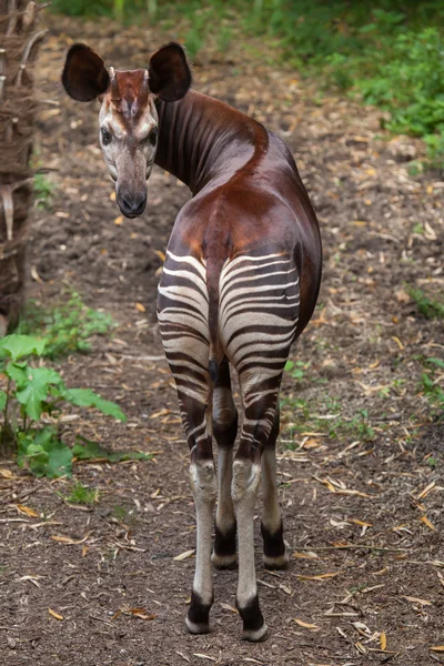 Okapi Stock Photos, Royalty Free Okapi Images | Depositphotos