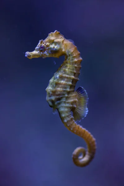 Short-snouted seahorse — Stock Photo © wrangel #125647410
