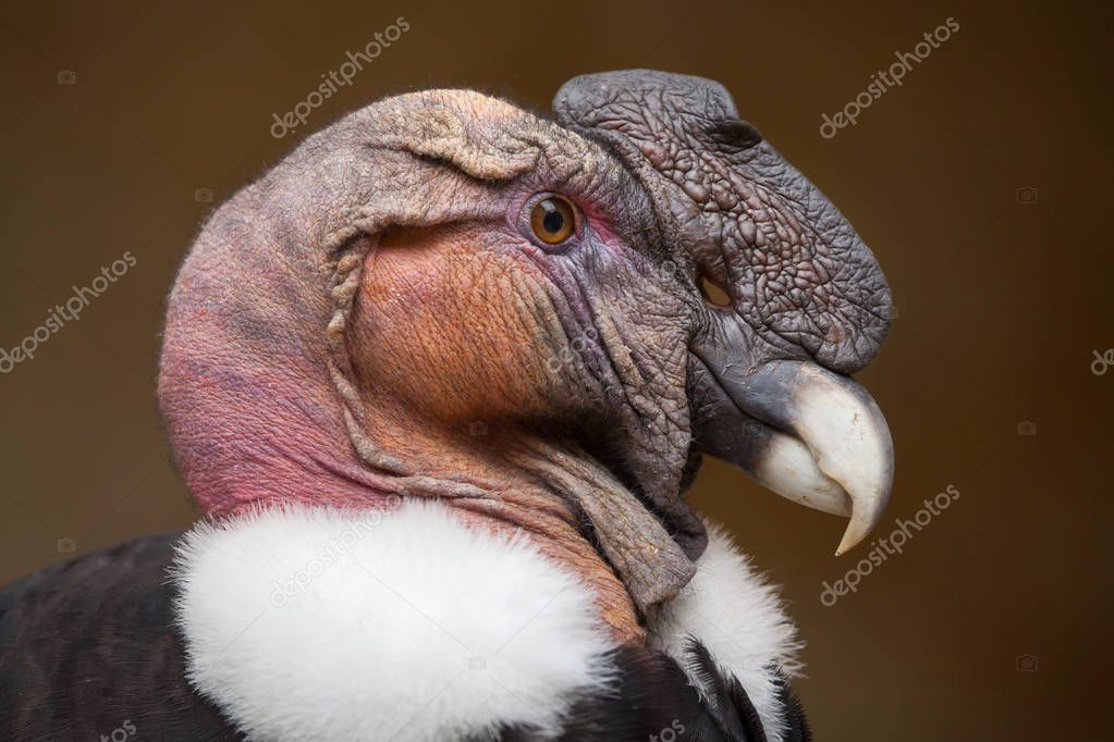 Andean condor (Vultur gryphus). — Stock Photo © wrangel #129251018