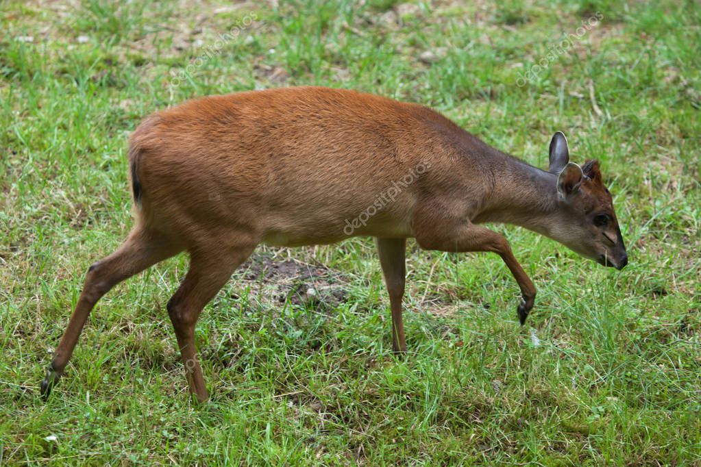 Red forest duiker (Cephalophus natalensis). Stock Photo by ©wrangel ...