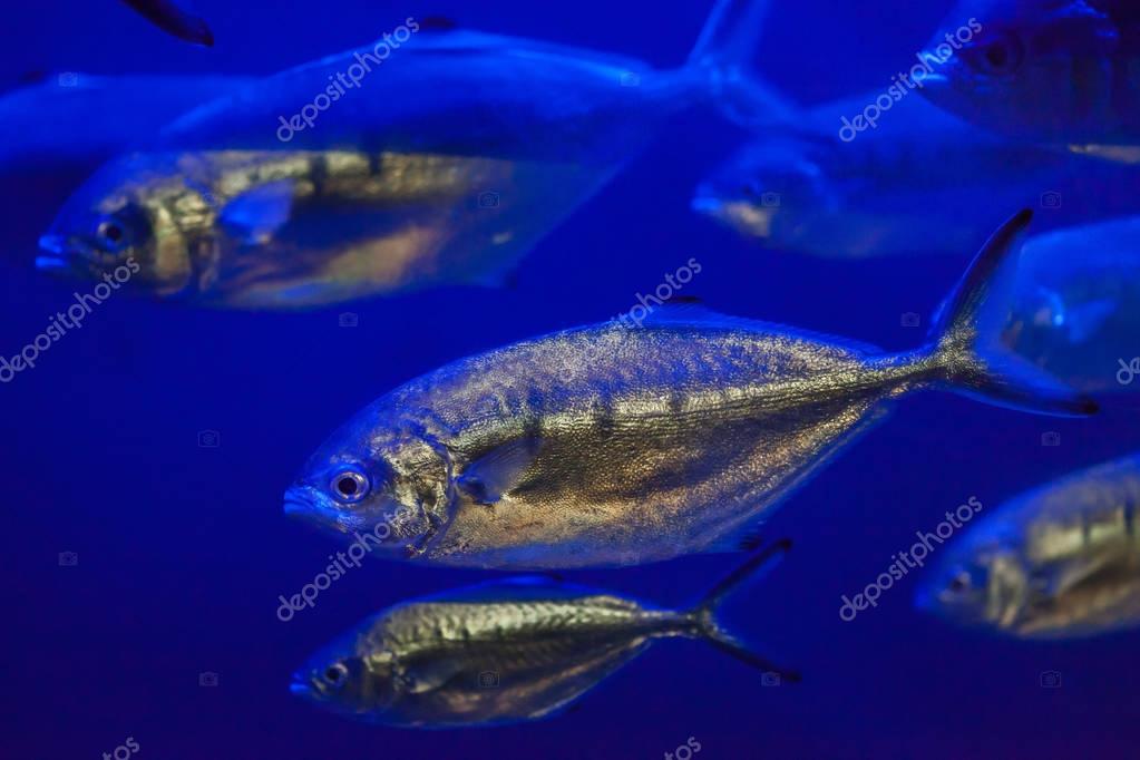 Atlantic horse mackerel (Trachurus trachurus). — Stock Photo © wrangel ...