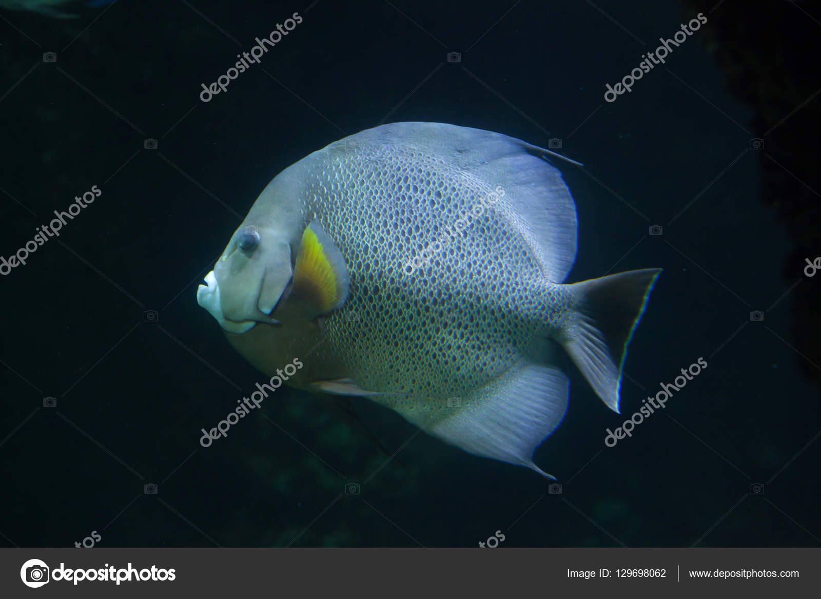 Grey Angelfish