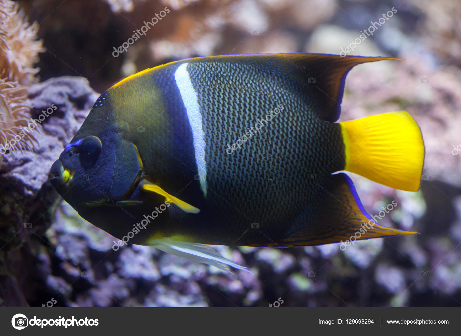 King Angelfish