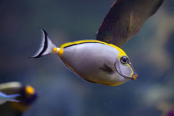 Poisson licorne images libres de droit, photos de Poisson licorne ...