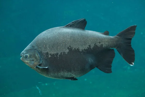 Tambaqui pacu fish Stock Photos, Royalty Free Tambaqui pacu fish Images ...