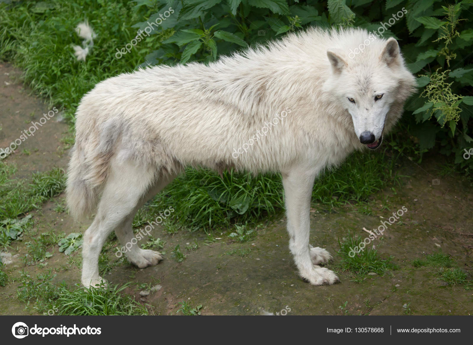 White Arctic wolf — Stock Photo © wrangel #130578668