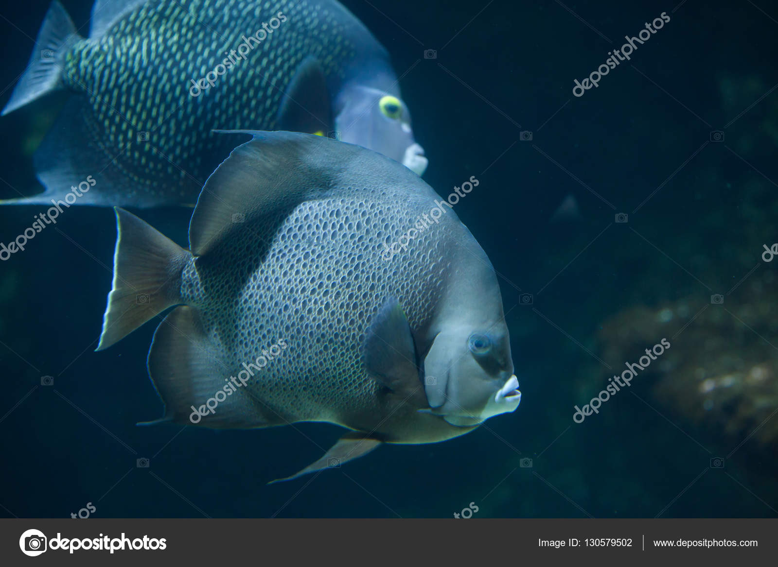 Grey Angelfish