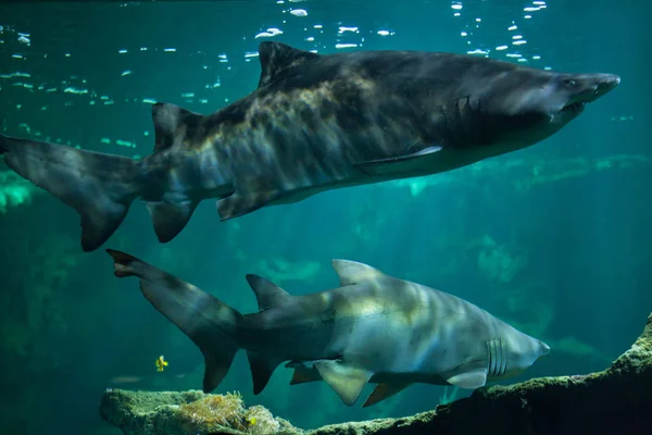 Requins tigres images libres de droit, photos de Requins tigres ...