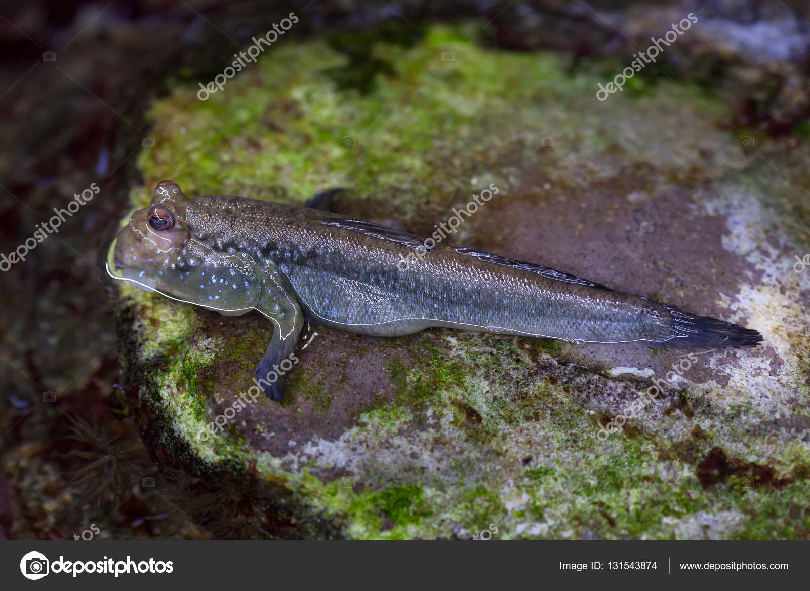 Mudskipper Jumping