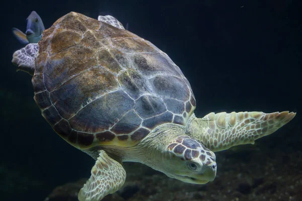 Loggerhead turtle Stock Photos, Royalty Free Loggerhead turtle Images ...