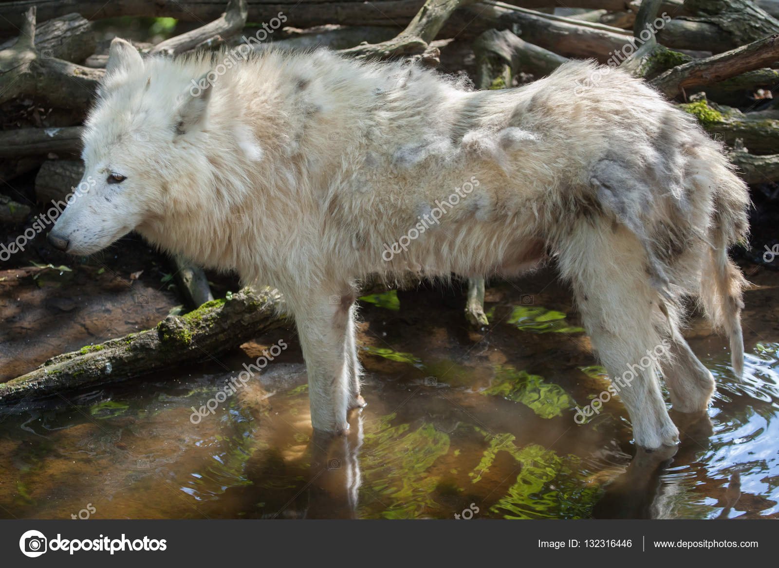 Arctic wolf in water — Stock Photo © wrangel #132316446