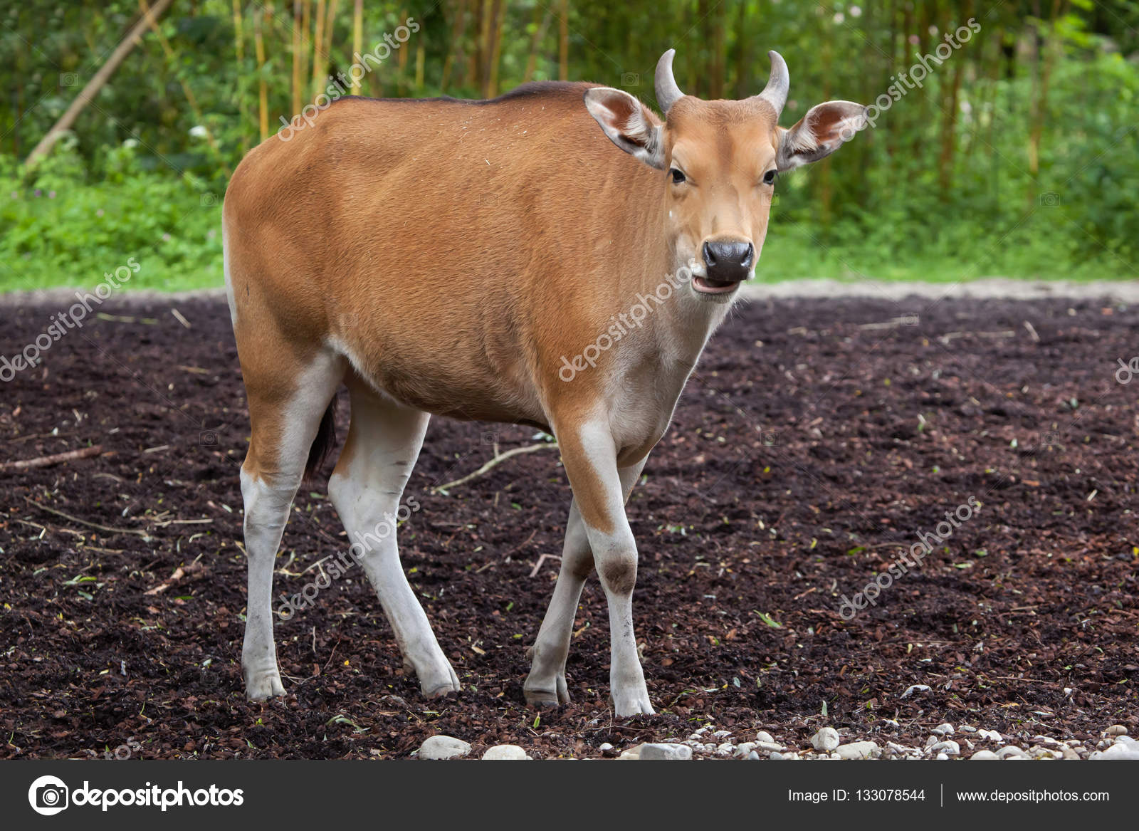 Javan banteng (Bos javanicus) Stock Photo by ©wrangel 133078544