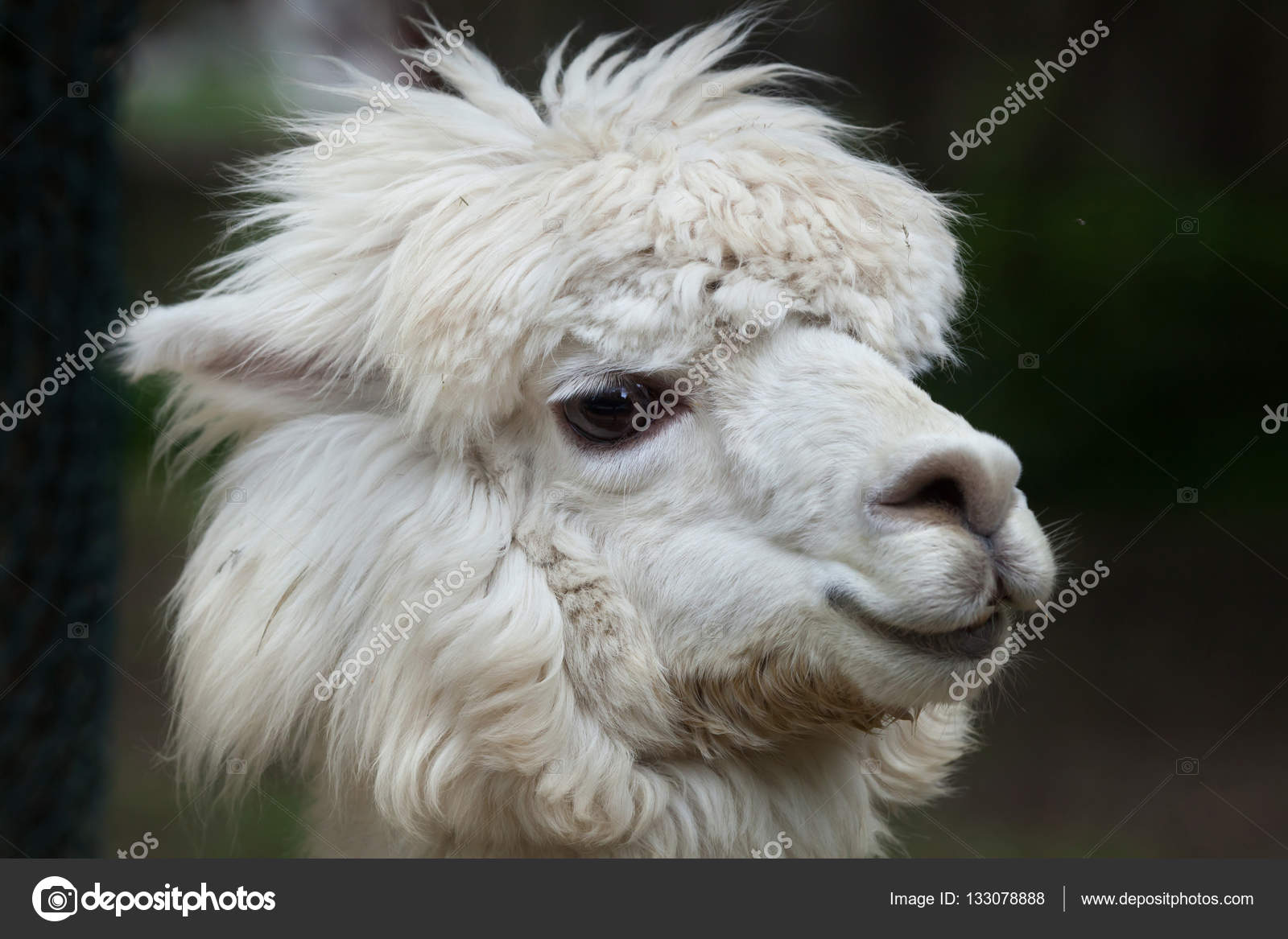 Llama (Lama glama). — Stock Photo © wrangel #133078888