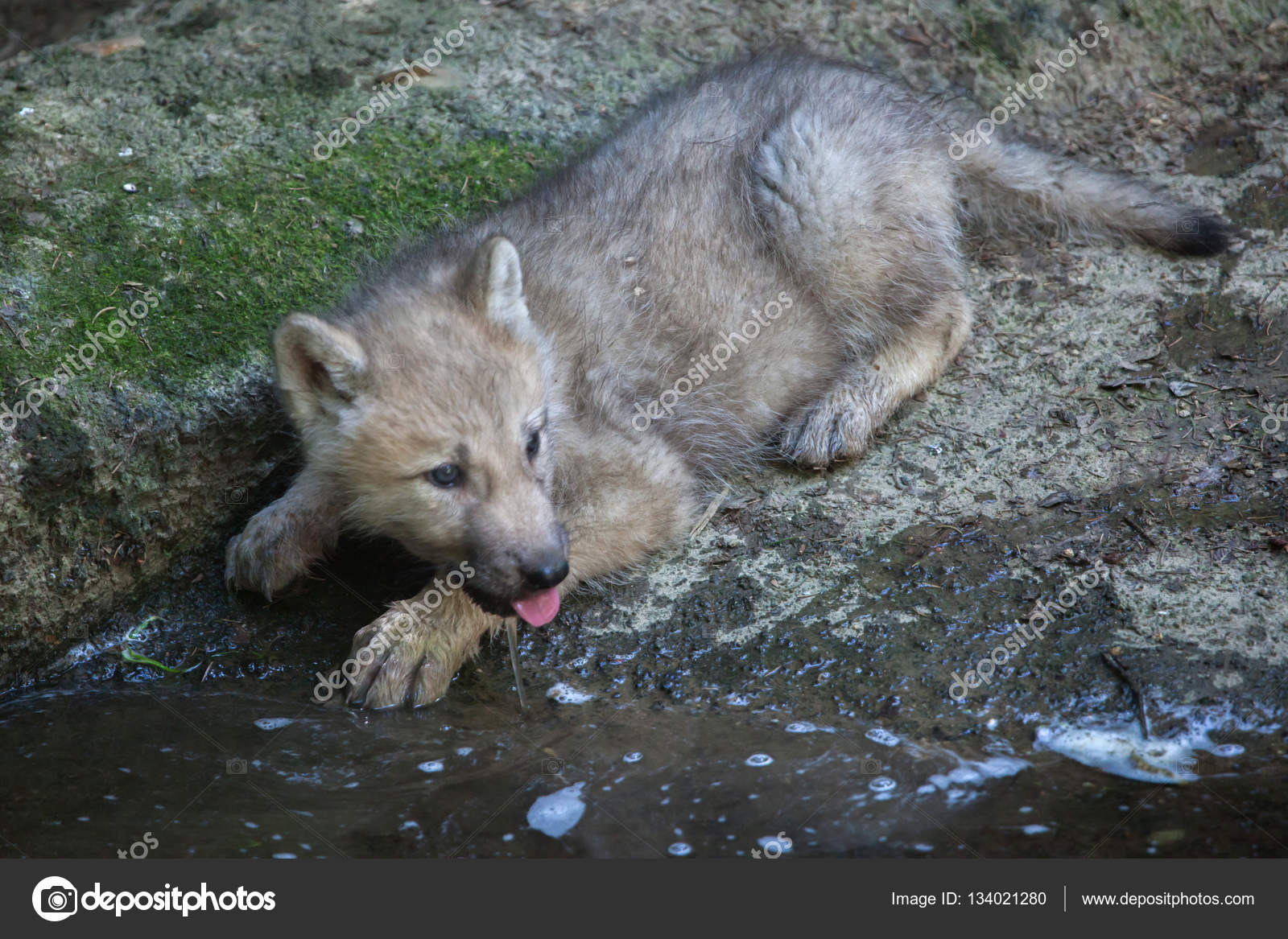 Baby Arctic Wolf Sleeping