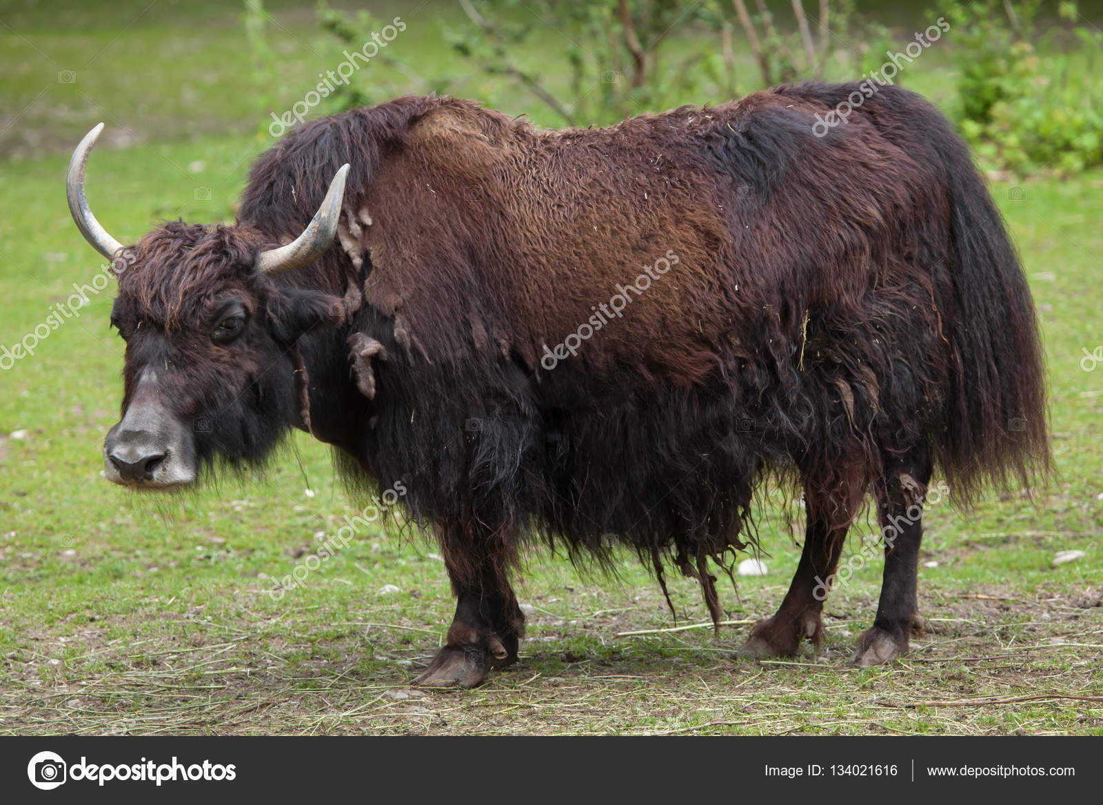 Photo: domestic yak | Domestic yak (Bos grunniens). — Stock Photo © wrangel #134021616
