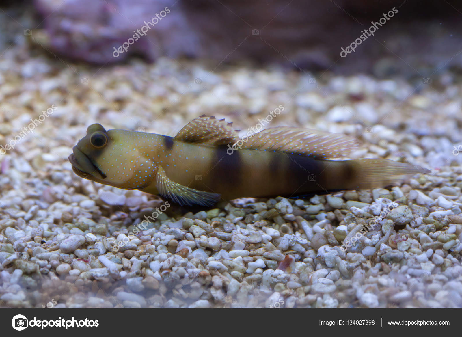 Watchmen Blue Spot Goby