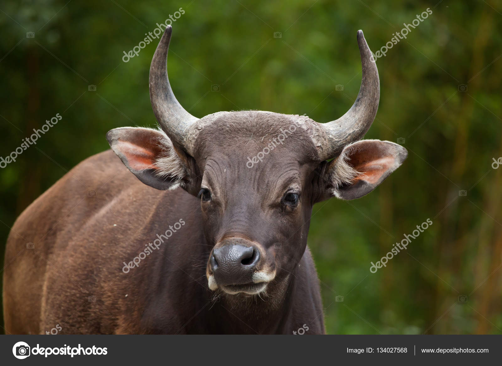 Javan banteng (Bos javanicus) Stock Photo by ©wrangel 134027568