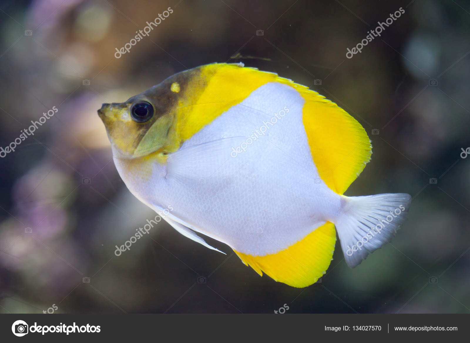 Pyramid Butterflyfish