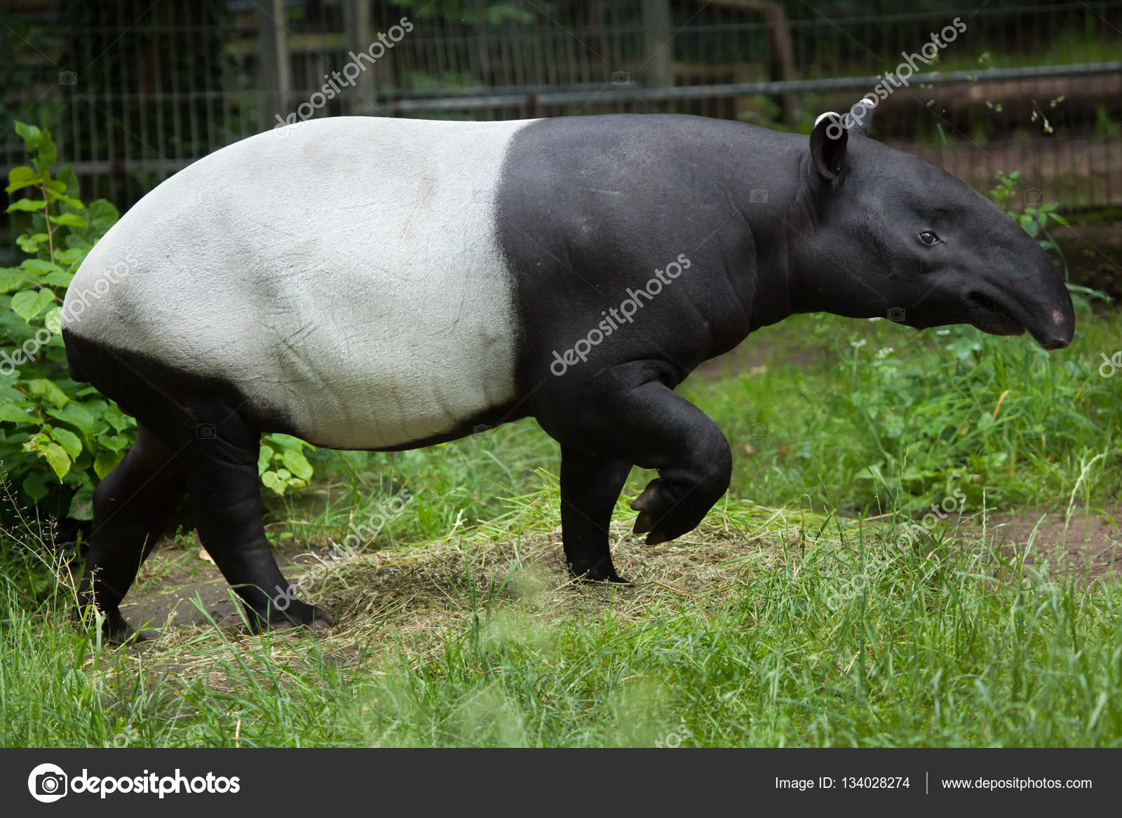 Malayan tapir (Tapirus indicus). Stock Photo by ©wrangel 134028274