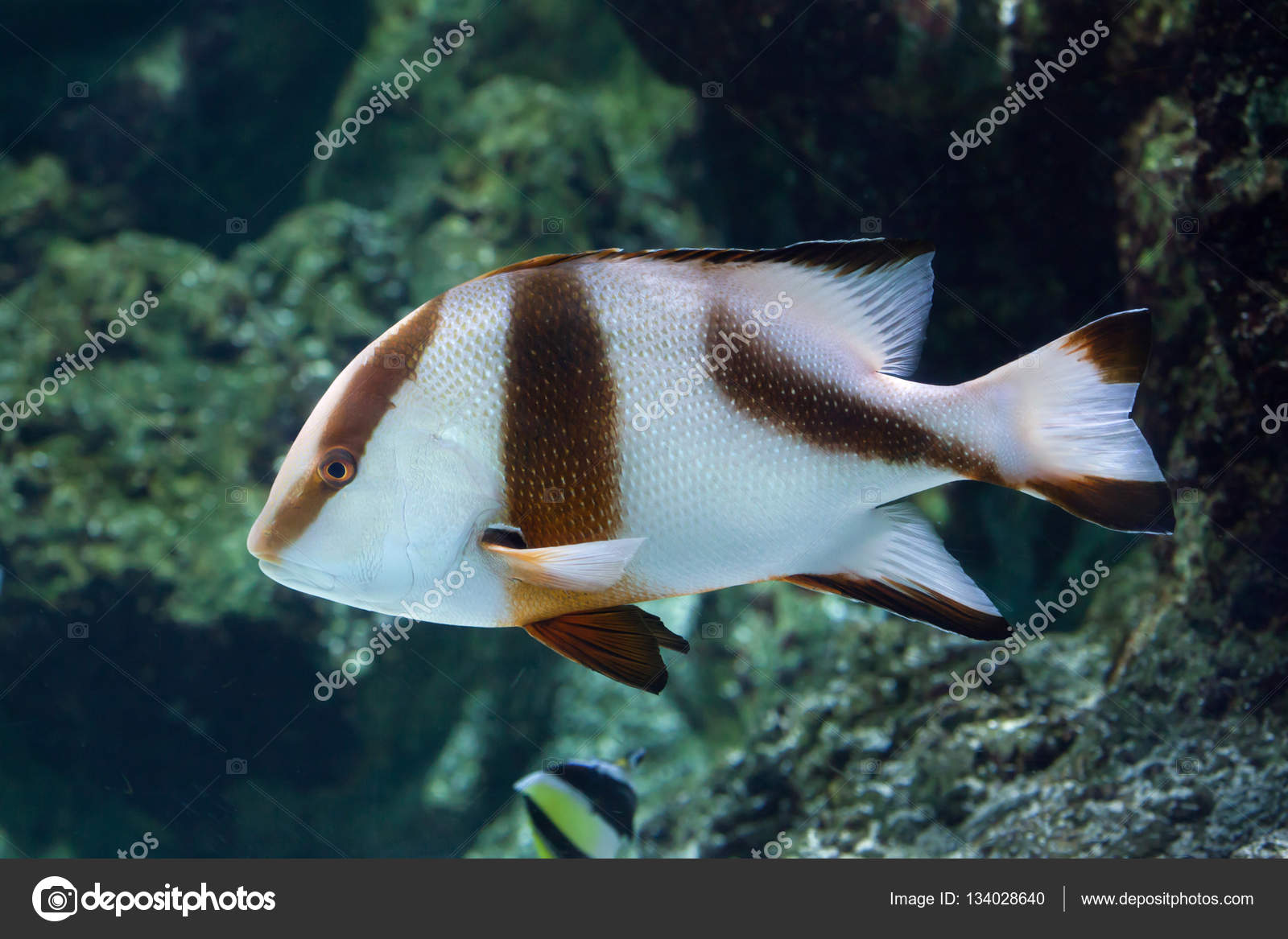 Emperor red snapper (Lutjanus sebae) — Stock Photo © wrangel #134028640