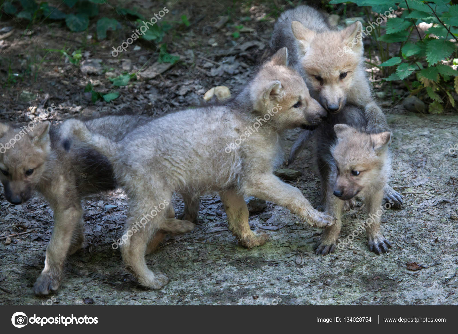 Cachorro De Lobo ártico Recién Nacido Lindo Bebé Blanco Cachorro De
