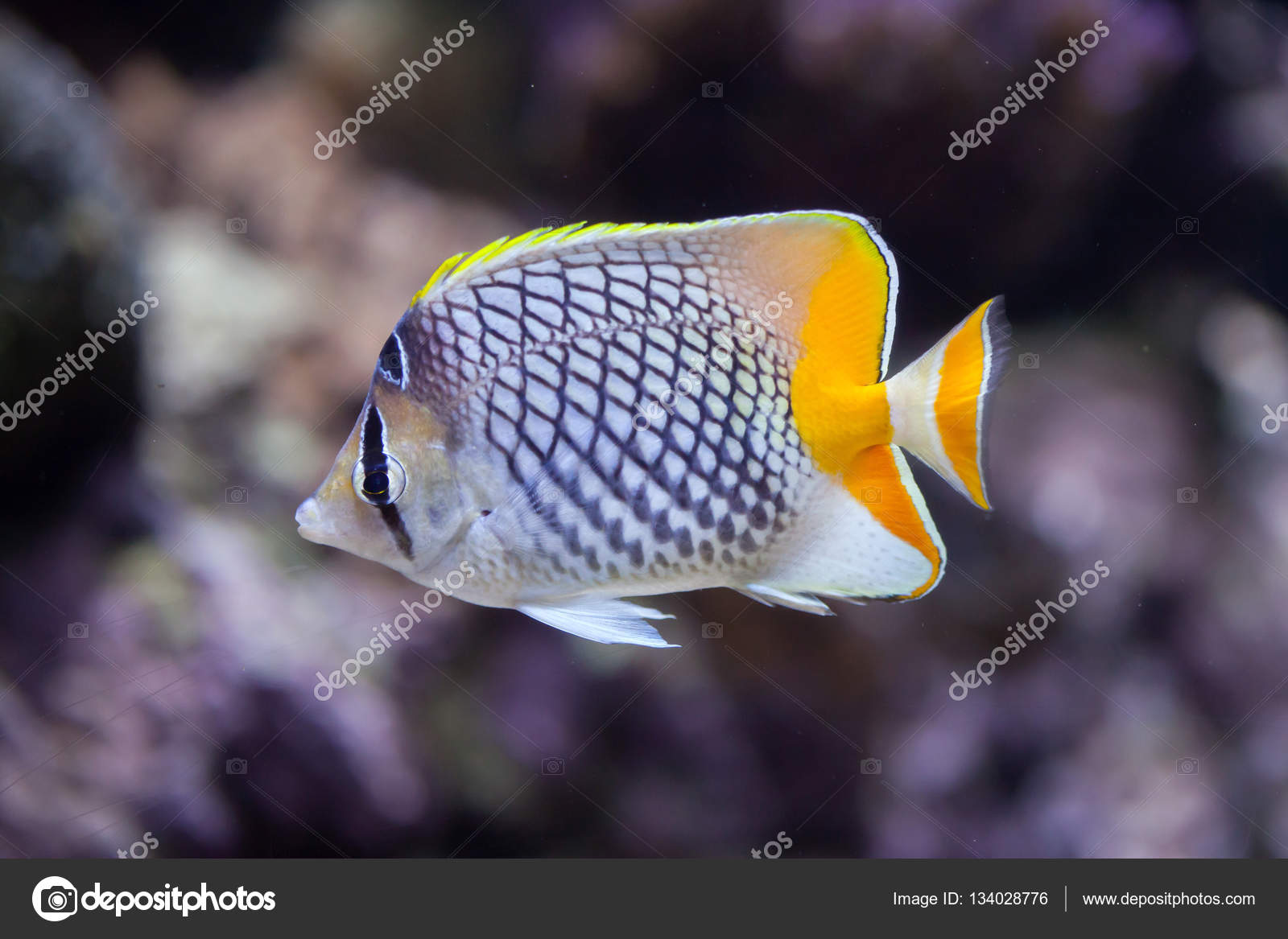 Pearlscale Butterfly