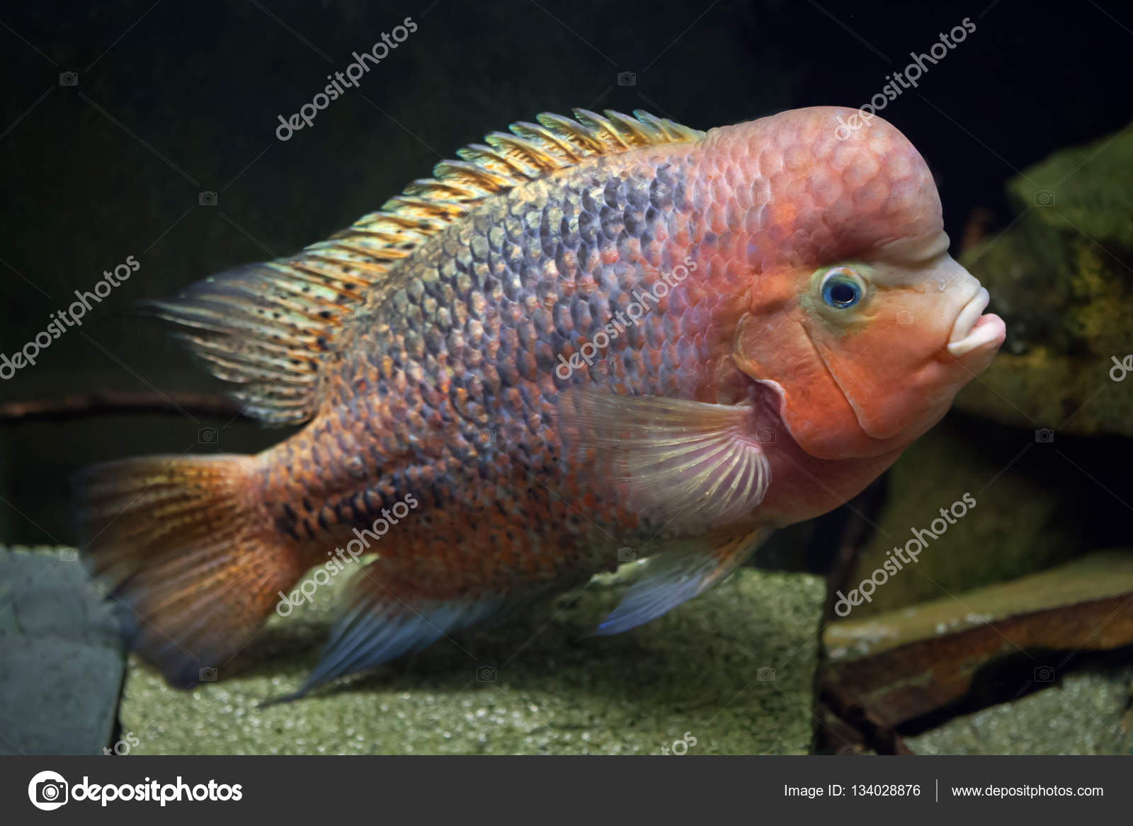 Quetzal Cichlid Quetzal Cichlid Photos, Images & Pictures
