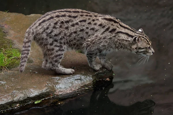 Fishing cat (Prionailurus viverrinus). — Stock Photo © wrangel #134954742