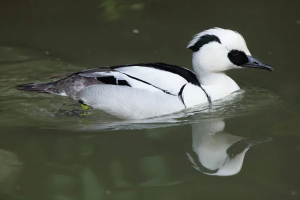 Smew duck Stock Photos, Royalty Free Smew duck Images | Depositphotos