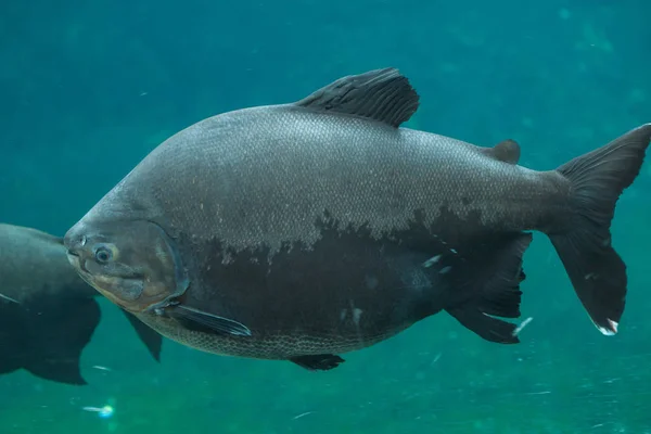 Tambaqui pacu fish Stock Photos, Royalty Free Tambaqui pacu fish Images ...
