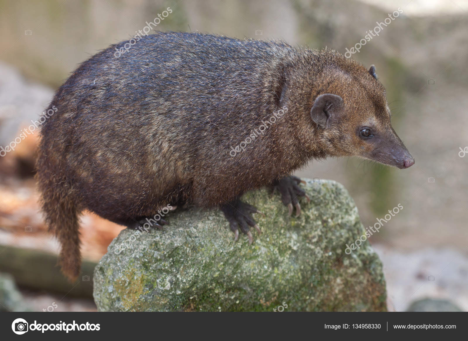 Common kusimanse (Crossarchus obscurus) — Stock Photo © wrangel #134958330