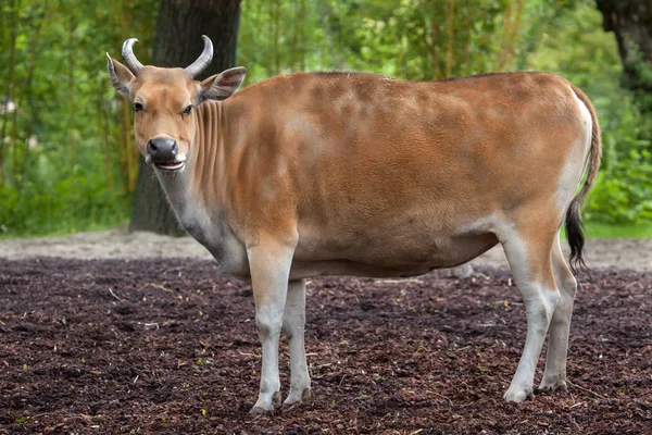 Javan banteng (Bos javanicus) Stock Photo by ©wrangel 133078544