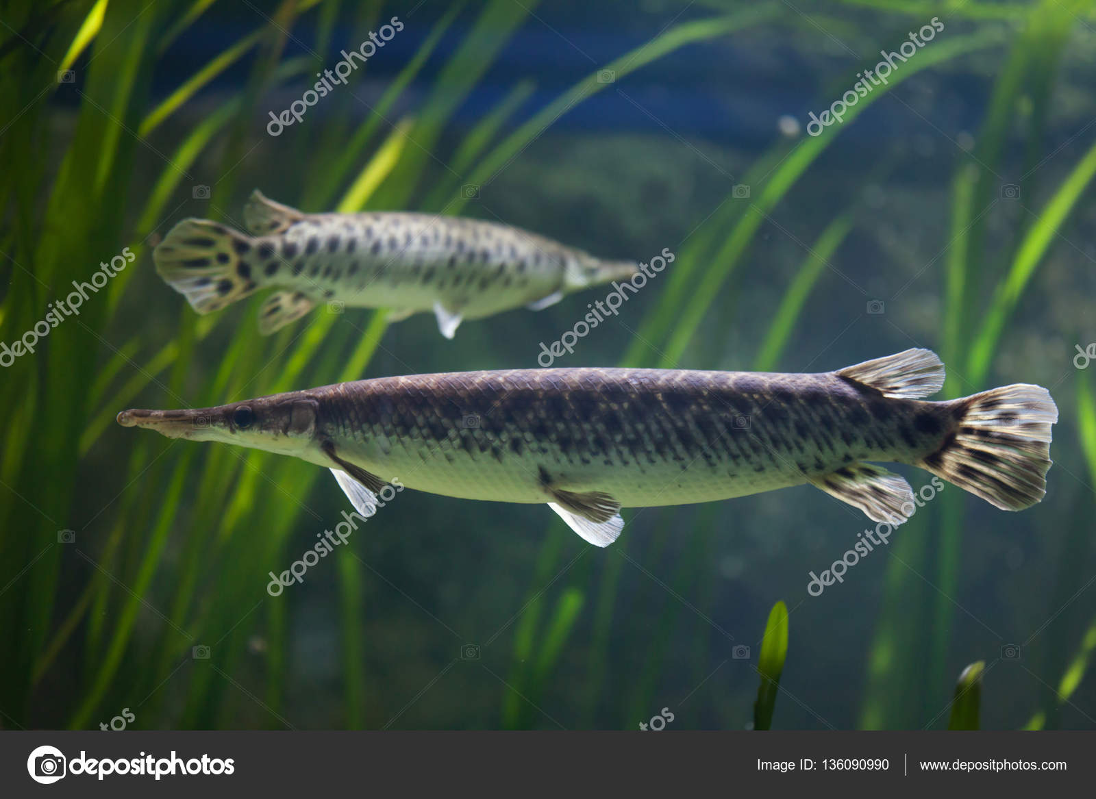 spotted gar tank size