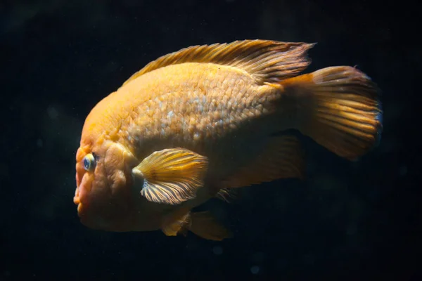 Midas Pictures, Midas Stock Photos & Images | Depositphotos®