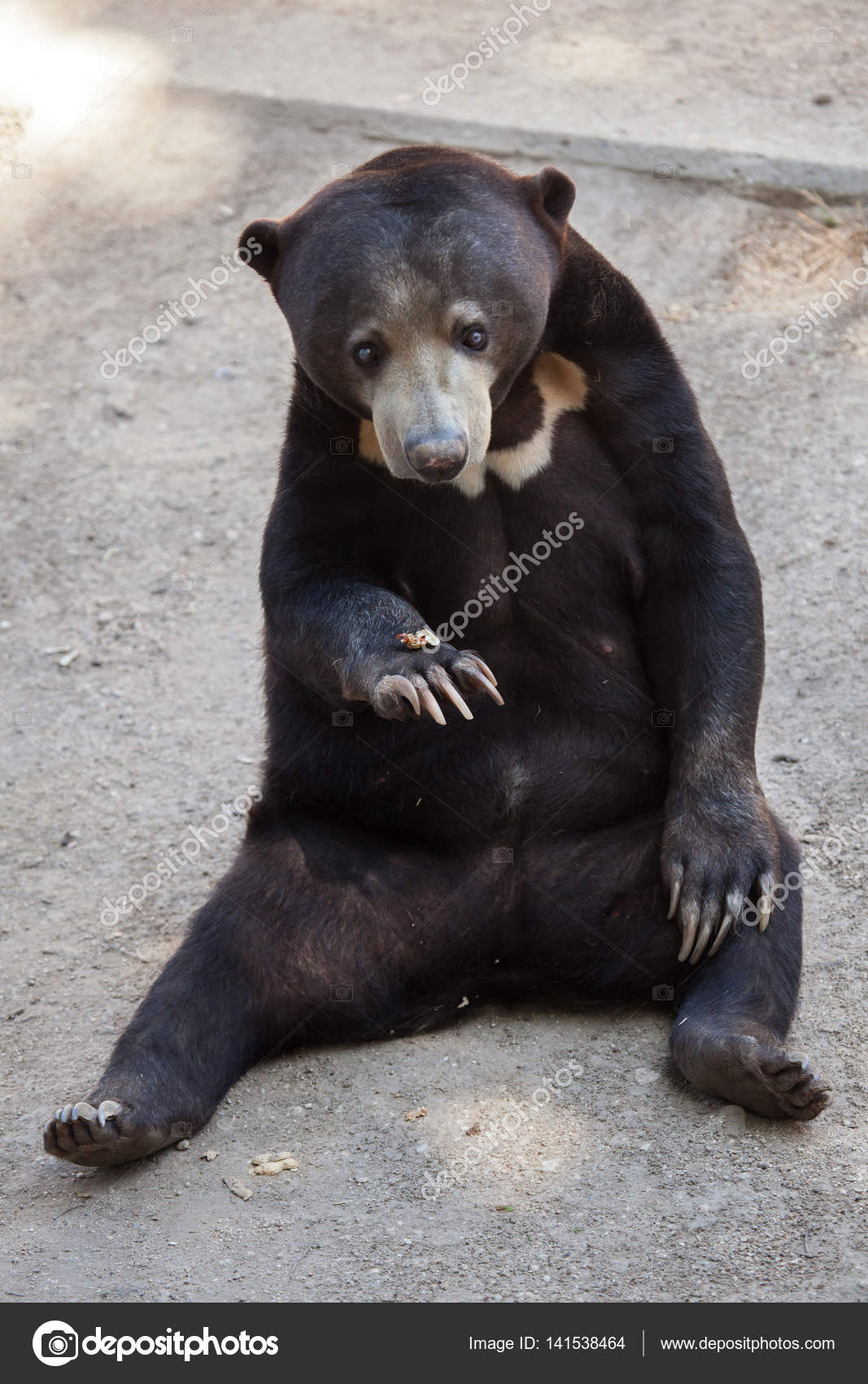 Malayan Sun Bear
