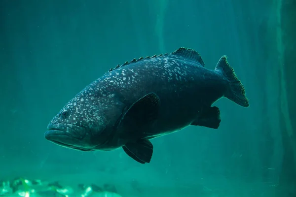 Mero gigante fotos de stock, imágenes de Mero gigante sin royalties ...