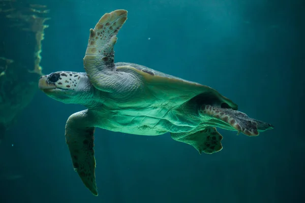Loggerhead sea turtle — Stock Photo © wrangel #143512347
