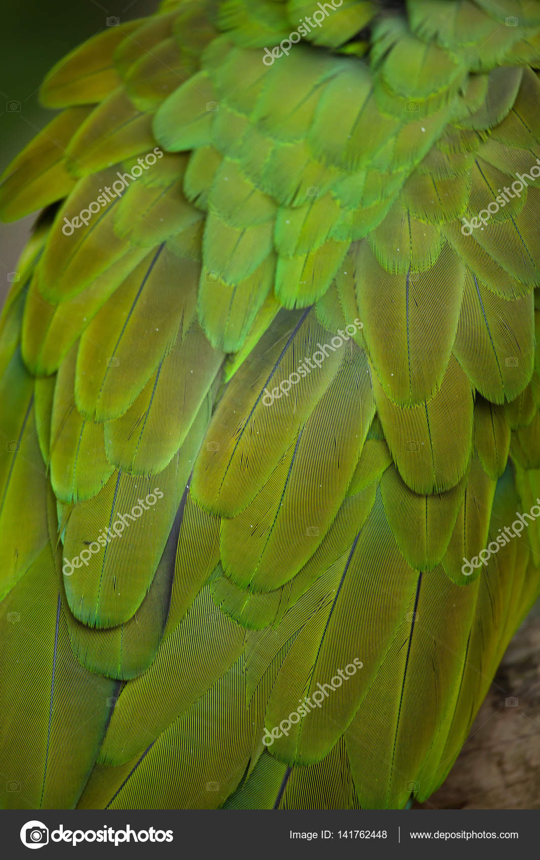 Green military macaw feathers — Stock Photo © wrangel #141762448