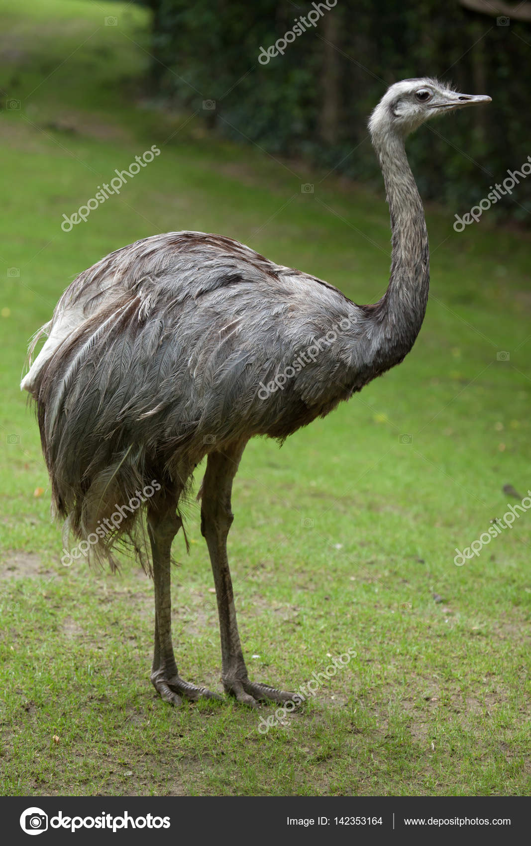 Greater rhea (Rhea americana) — Stock Photo © wrangel #142353164