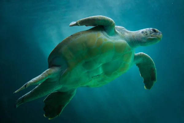 Loggerhead sea turtle — Stock Photo © wrangel #143512347