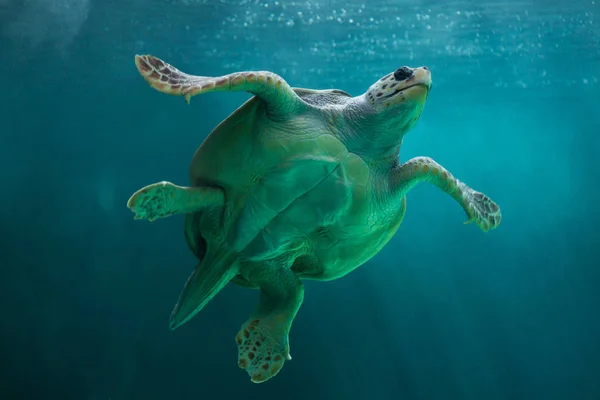 645 Loggerhead turtle Stock Photos, Images | Download Loggerhead turtle ...