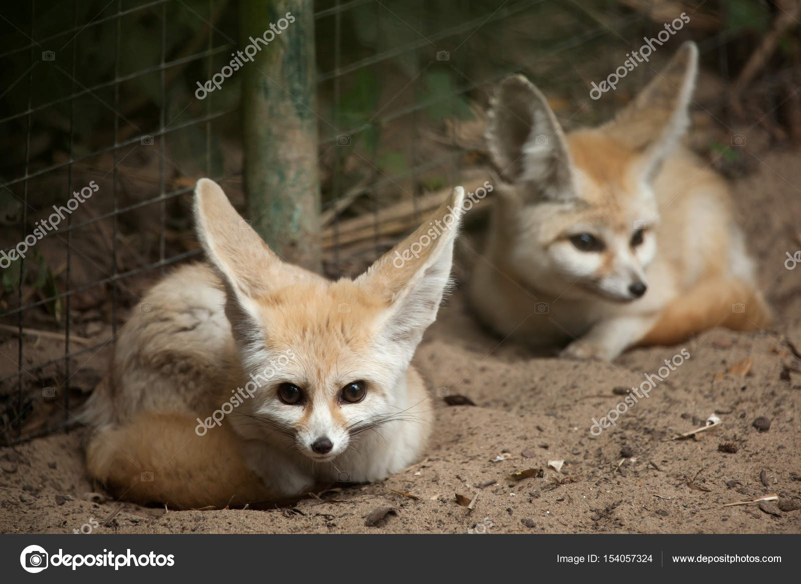 Fennec Fox In The Wild