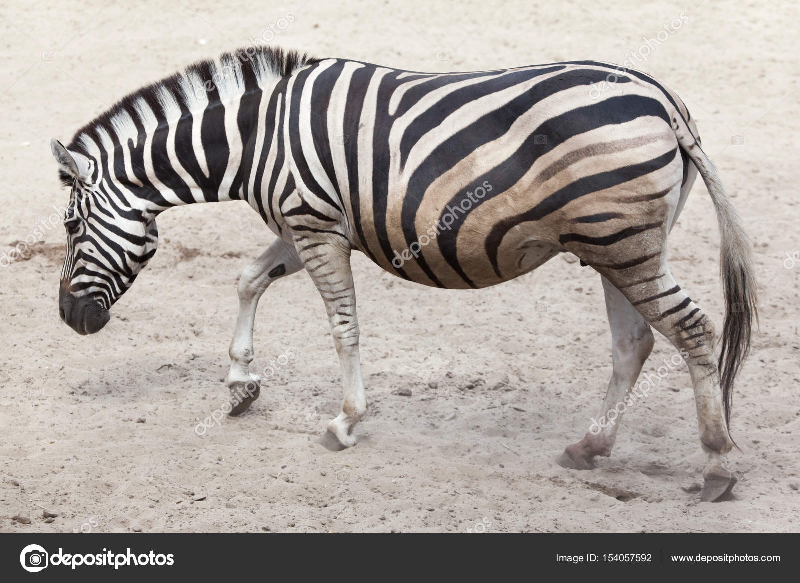 Chapmans Zebra