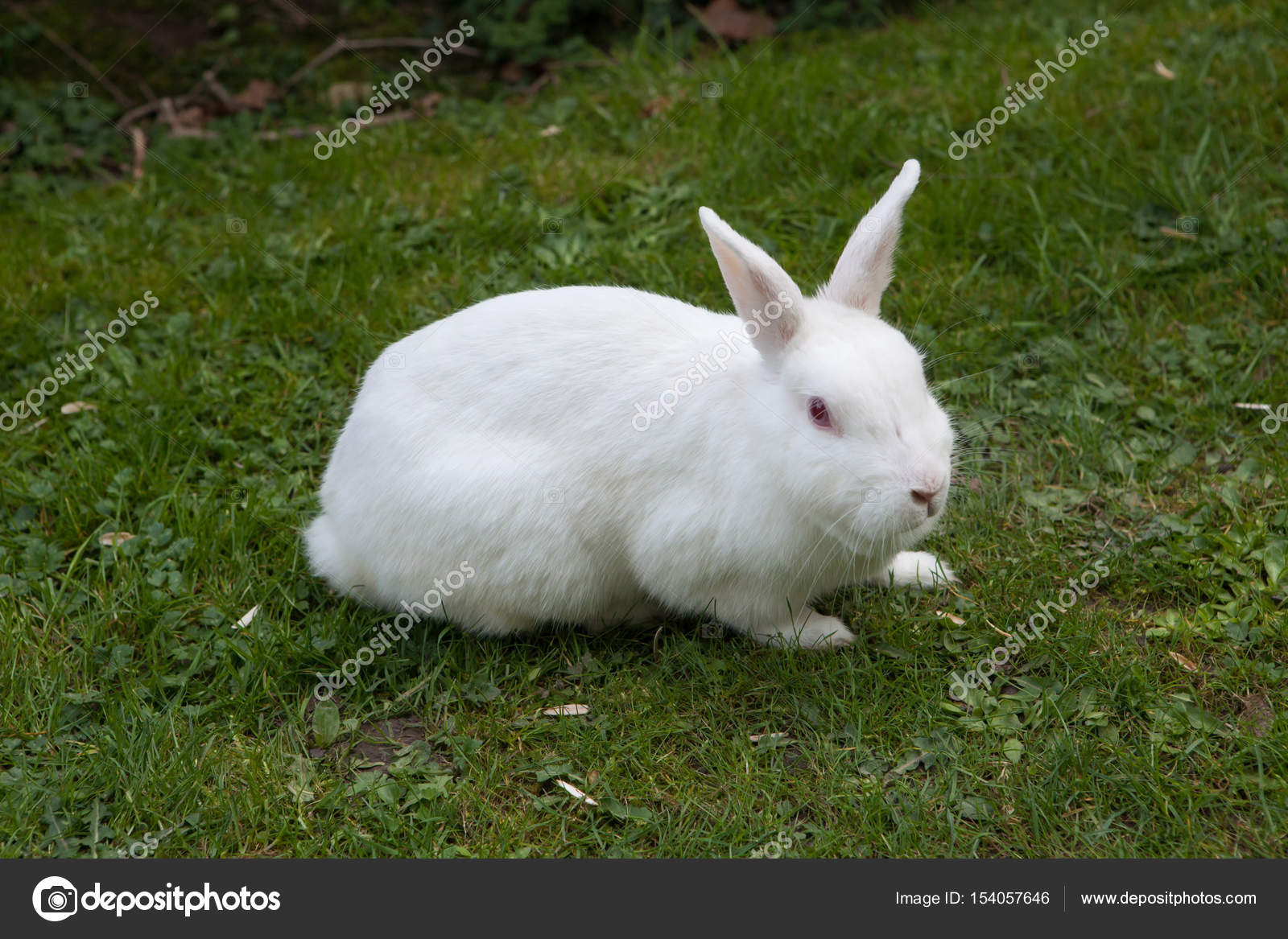 Images: rabbit | Domestic white rabbit — Stock Photo © wrangel #154057646