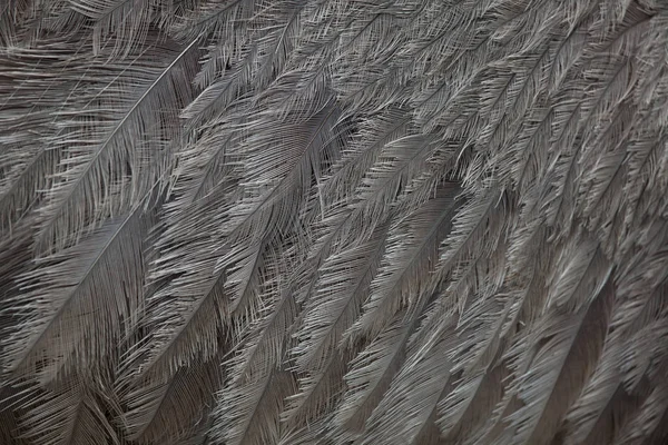 Greater rhea plumage texture Stock Photo by ©wrangel 176245564