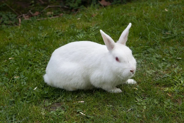 Albino rabbit Stock Photos, Royalty Free Albino rabbit Images ...
