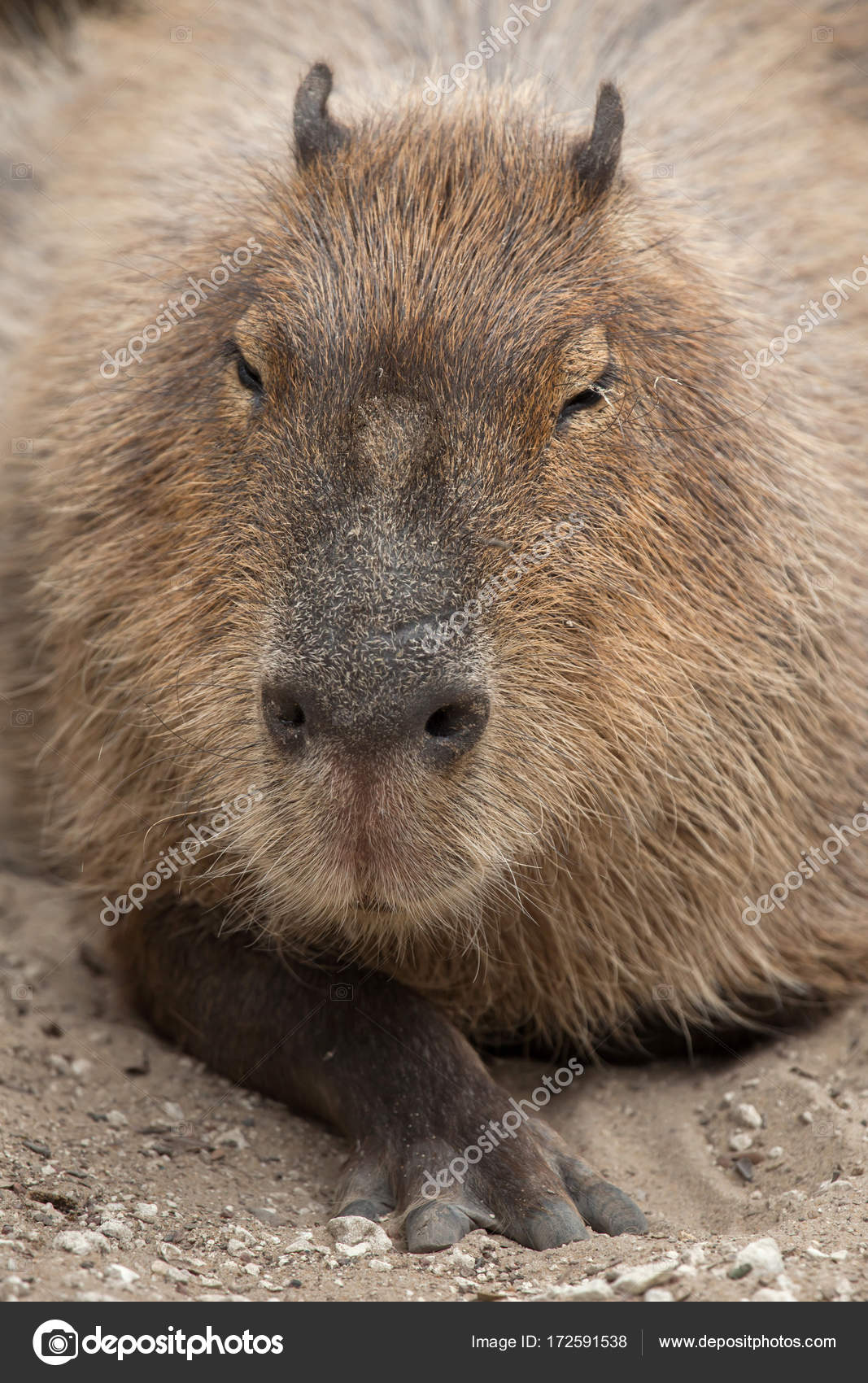 Capybara tumbado en la arena: fotografía de stock © wrangel #172591538 ...