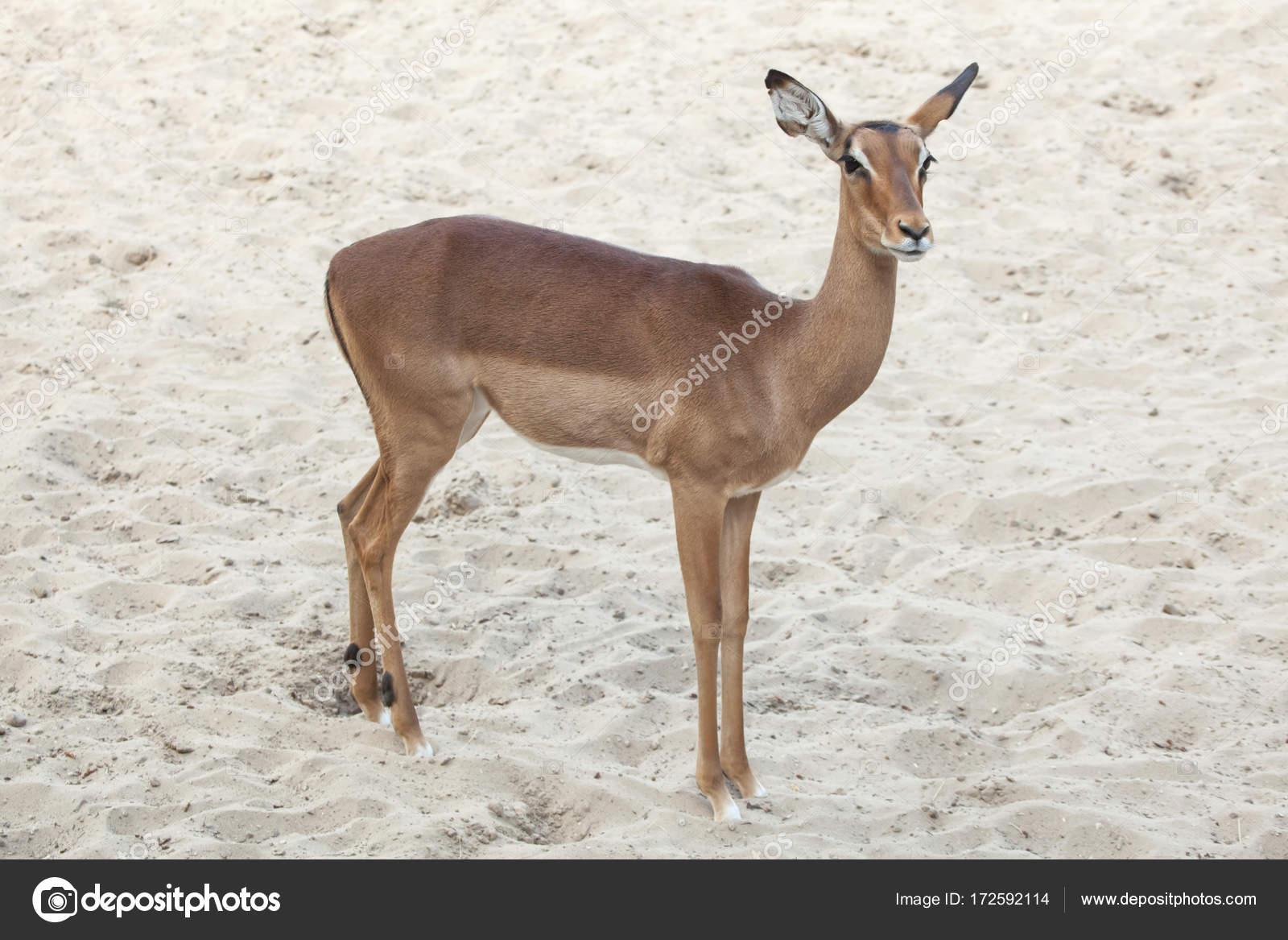 Impala standing on sand Stock Photo by ©wrangel 172592114