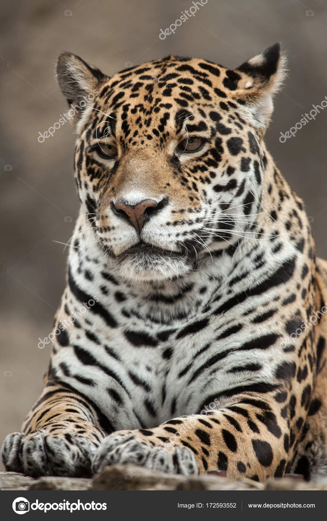 Portrait of Jaguar sitting Stock Photo by ©wrangel 172593552 Portrait of Jaguar sitting Stock Photo by ©wrangel 172593552