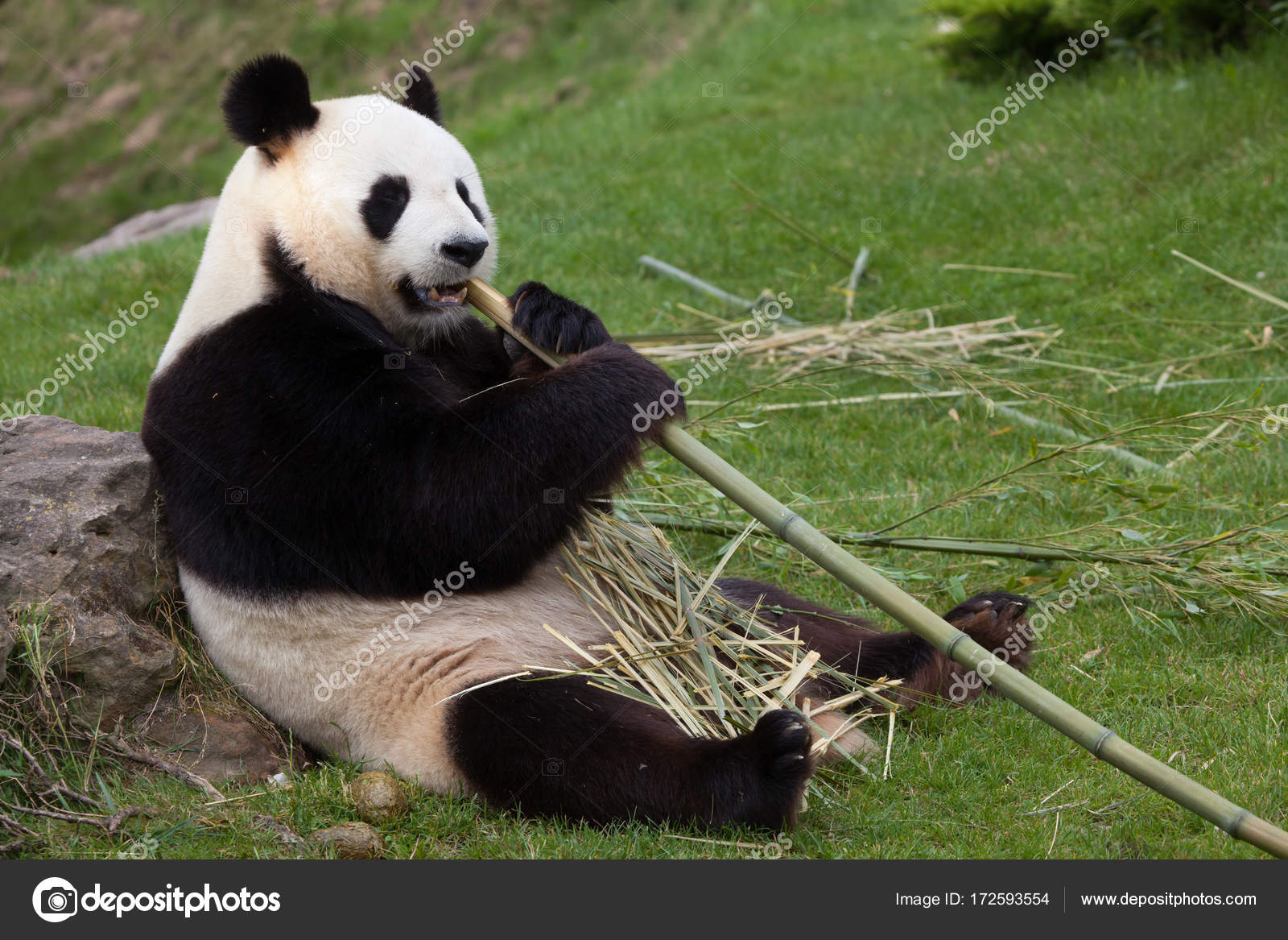 Panda géant mangeant du bambou image libre de droit par wrangel ...
